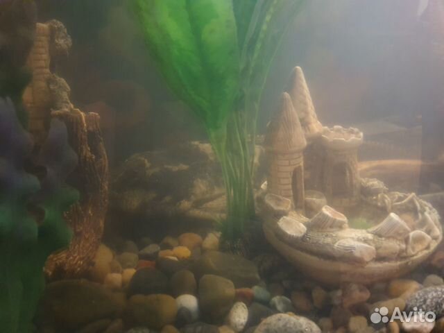 Парчовый сом в дар