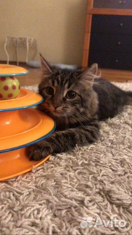 Котенок в добрые руки