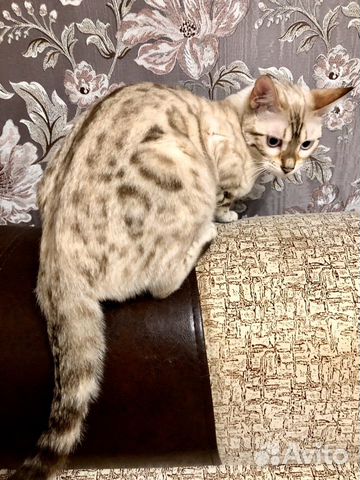 Бенгальская красавица