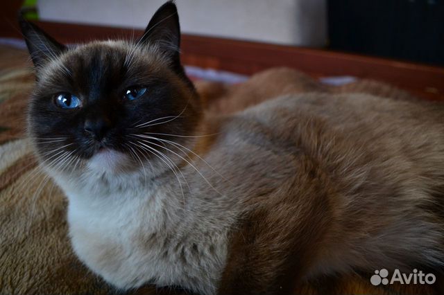 Кошки-подростки балинезы