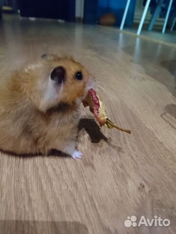 Сирийский хомяк