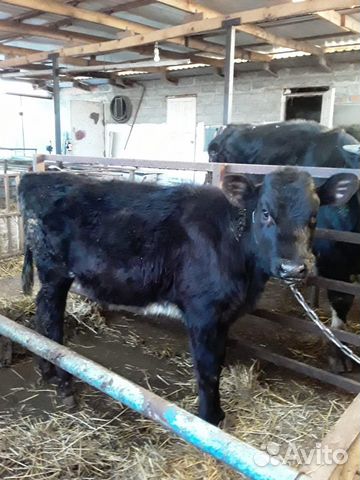 Продаётся тёлочка