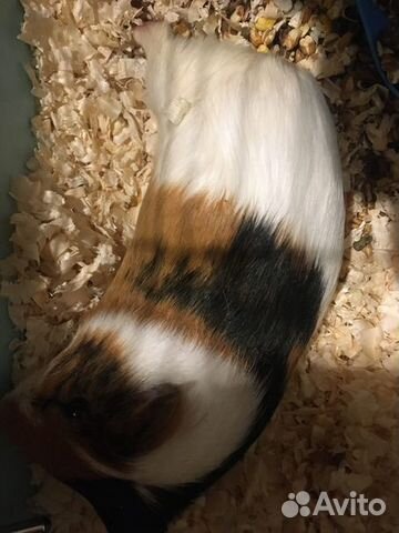 Морская свинка