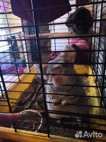 Шиншиллы Девочка и Мальчик с клеткой