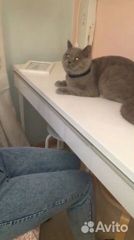 Кот для вязки