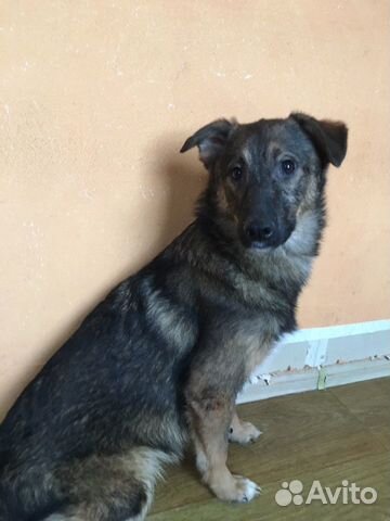 Щенок Вегас в добрые руки