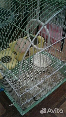 Серийские хомяки