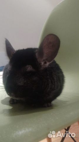 Шиншила мальчик