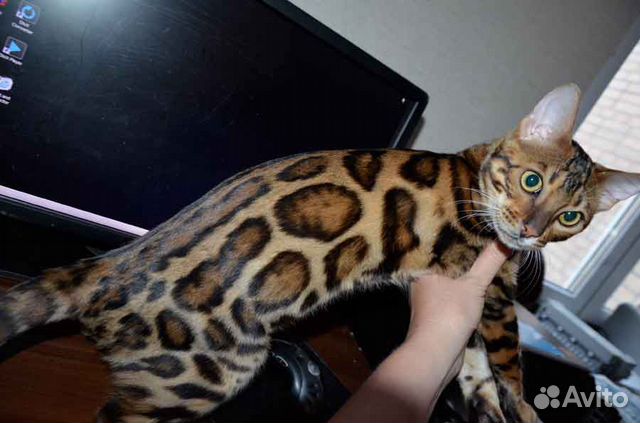 Яркие бенгальские котята