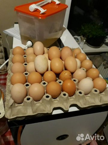 Инкубационное яйцо