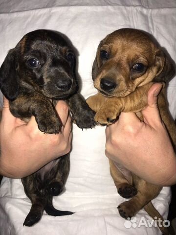 Тигровый эксклюзив)