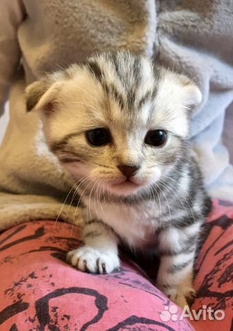 Шотландские котята