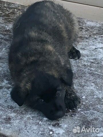 Собака