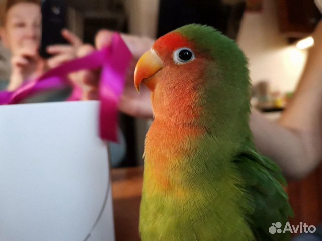 Попугай-неразлучник-красавчик