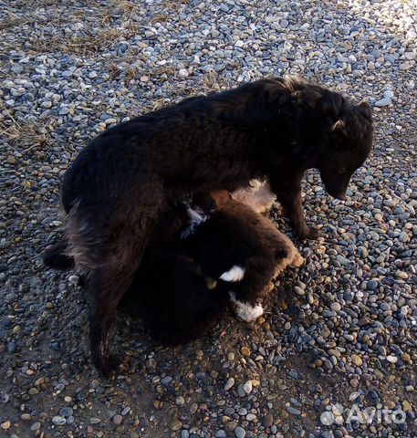 Собаки Венгерские пастушки