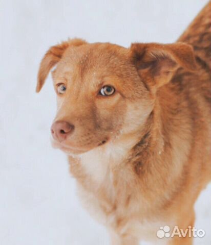 Солнечная Пеппи