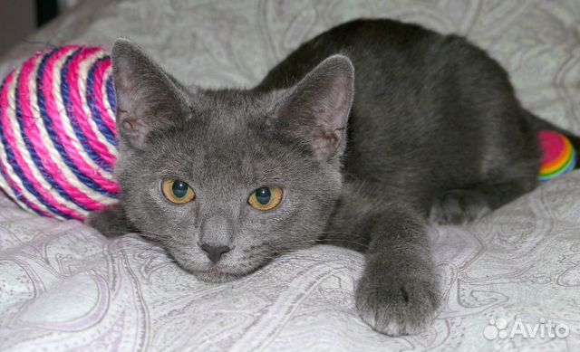 Лапка ищет дом