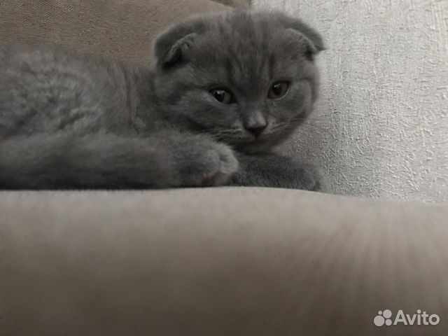 Вислоухий шотландец