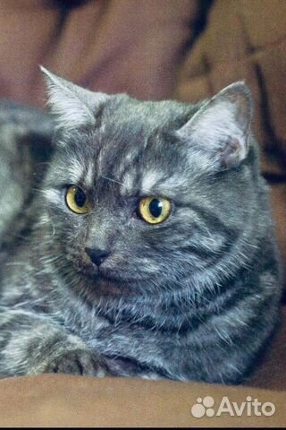 Котик