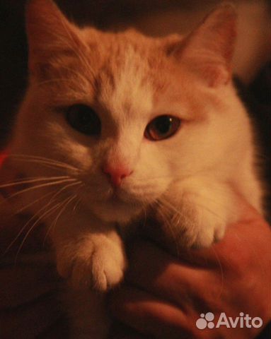 Кот Алекс,около года