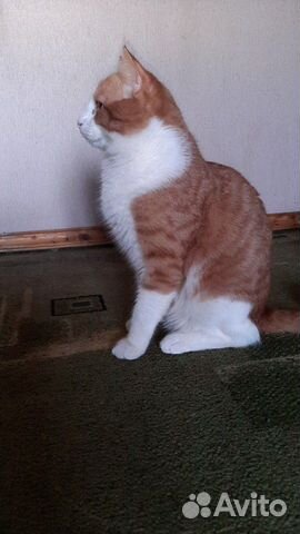 Кошкакот