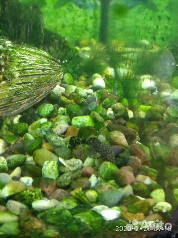 Сомики-прилипалы