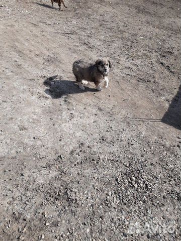 Щенок