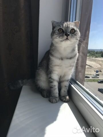 Британская кошечка вязка