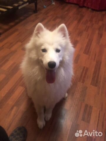 Самоедская лайка