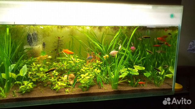 Растения, коряги, корм для рыб, удобрения, витамин