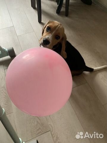 Щенок Бигль