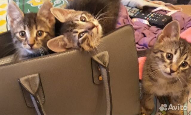 Малыши котятки