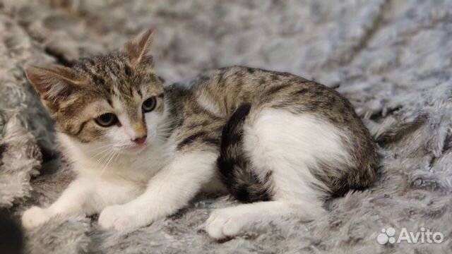 Серый котенок (котик) в заботливые и ответственные