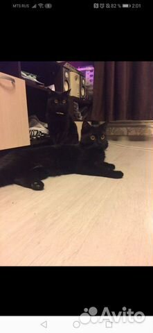 Британский котёнок