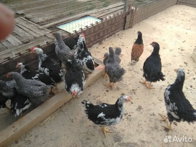 Цыплята породы Ливенская,Мараны,Орловские,Форверки