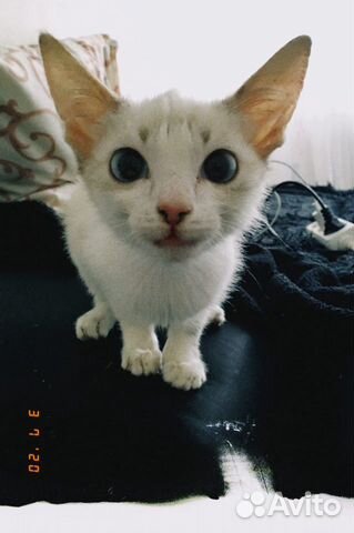 Кот Рэгдолл