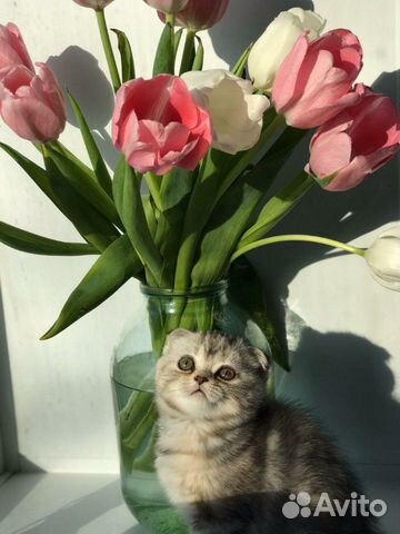 Кукольная шотландская вислоухая девочка