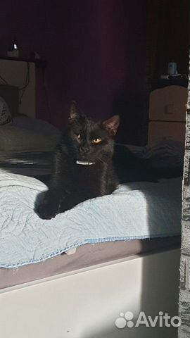 Прямоухий кот ищет даму