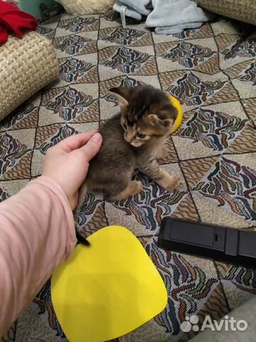 Котёнок