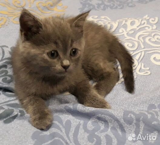 Британский котенок-девочка