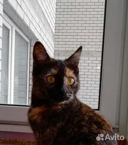 Милая Ксюша в добрые руки