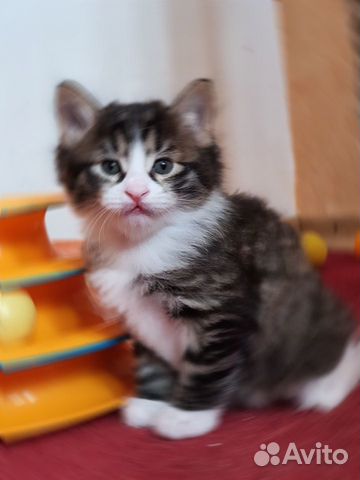 Котики дикого окраса из питомника