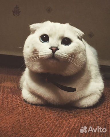 Британец вислоухий мальчик, для вязки