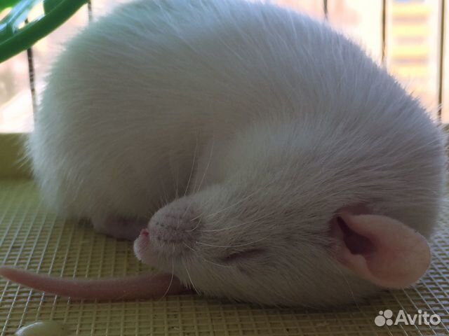 Крыска самочка альбинос, с прекрасным светло серым