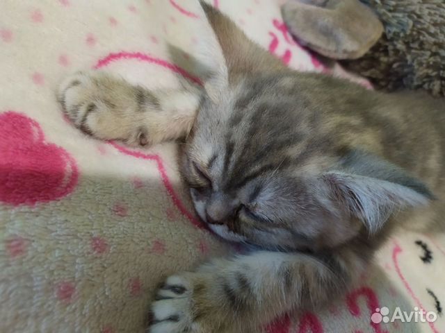 Шотландский котенок мальчик