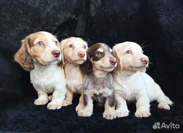 Таксы длинники: пайболд, крем