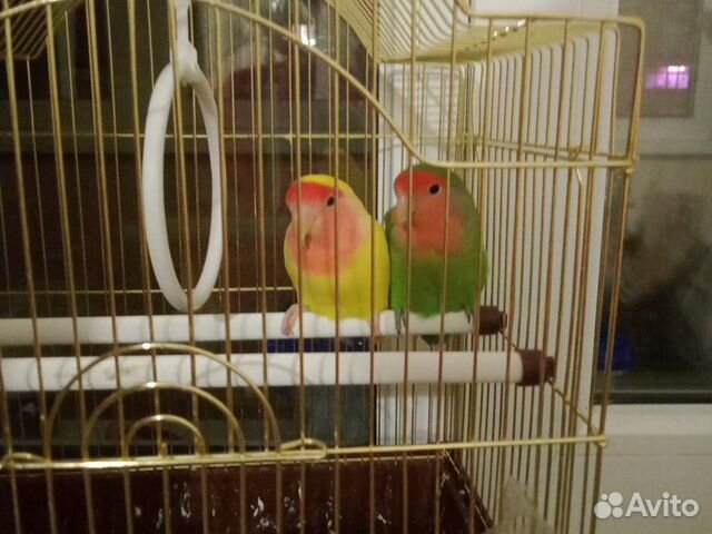 Попугаи неразлучники