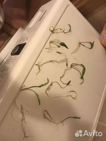 Криптокорина