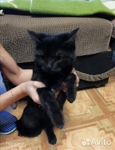 Отдам кошечку британка