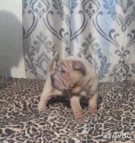 Малыши Шарпейчики